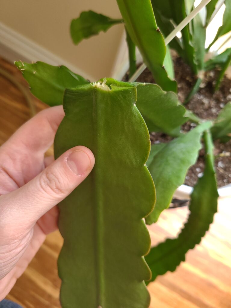 Step by Step Guideline to Propagate Orchid Cactus - Plants Craze