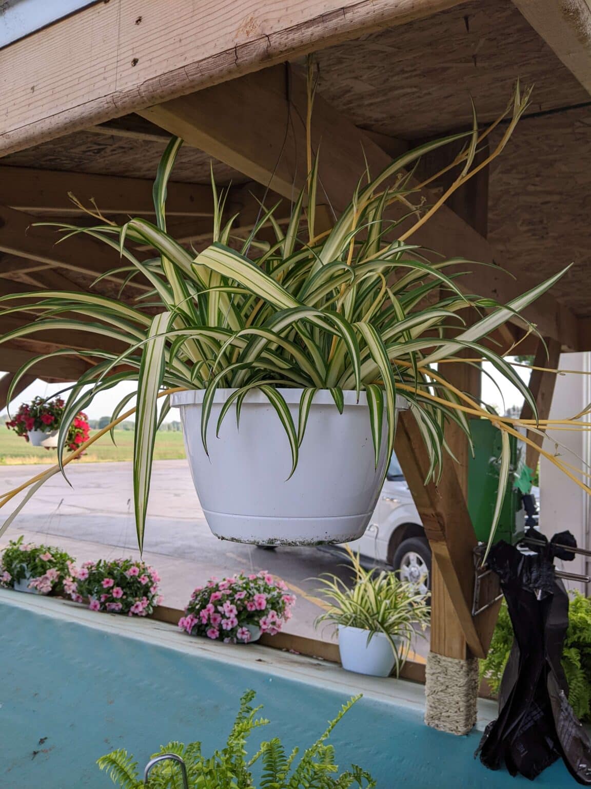 12 Spider Plant Problems and Their Solutions - Plants Craze