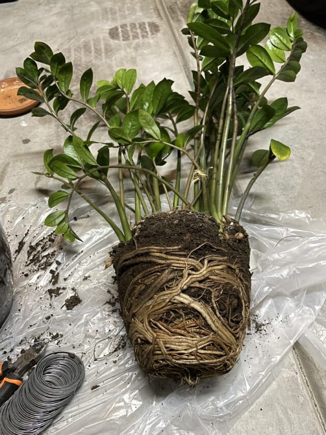 ZZ Plant Roots [Problem & Easy Fix] - Plants Craze