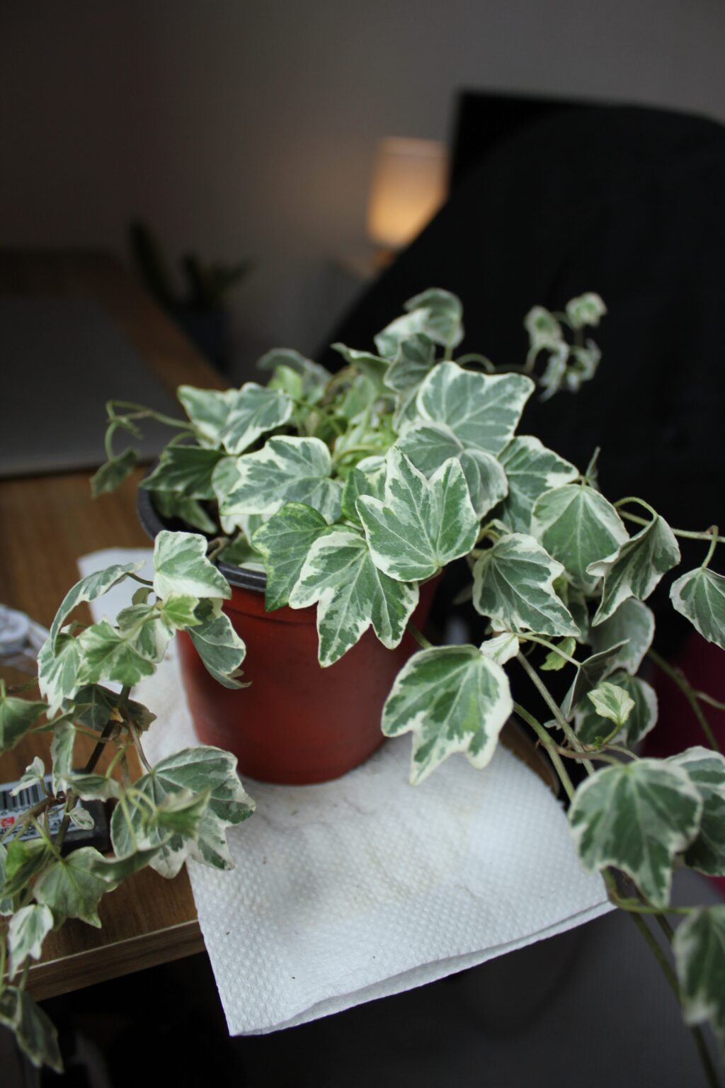 8 Important Benefits of English Ivy - Plants Craze