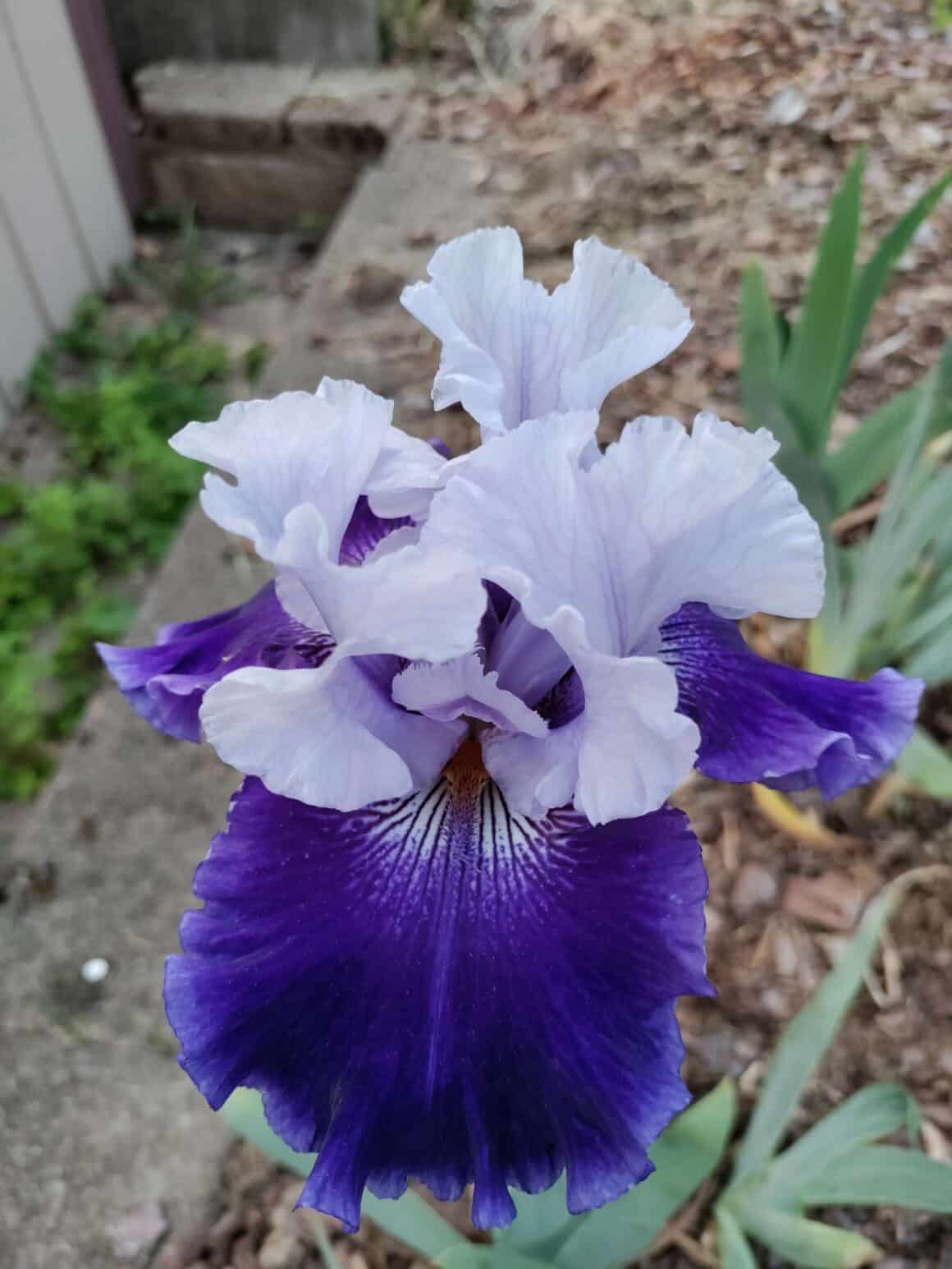 10+ Popular Varieties of Flowers for April - Plants Craze