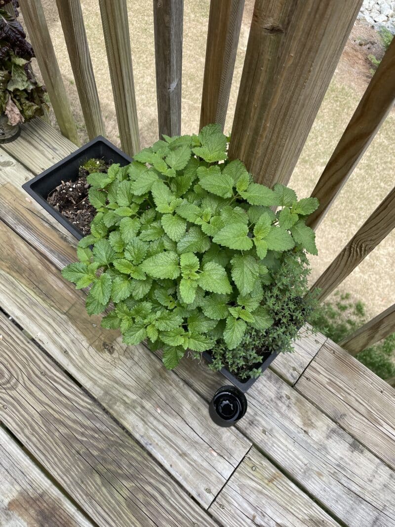 10+ Lemon Balm Benefits (and Side Effects) - Plants Craze