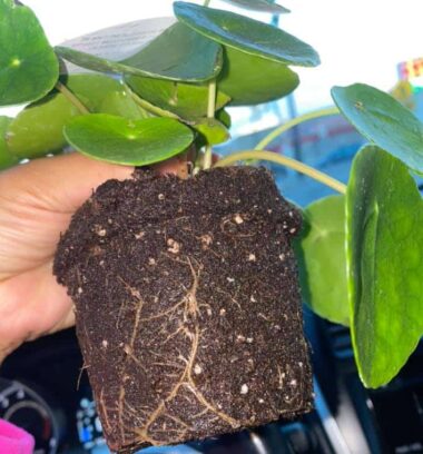 What Are The Reasons For Pilea Leaves Curling?