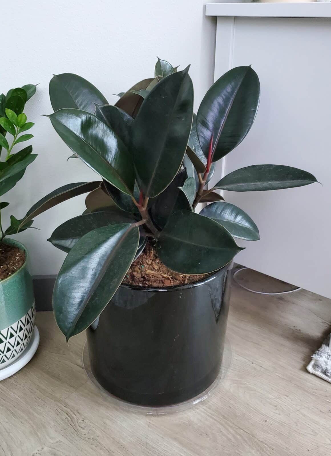 How to Make a Rubber Plant Bushy? - Plants Craze