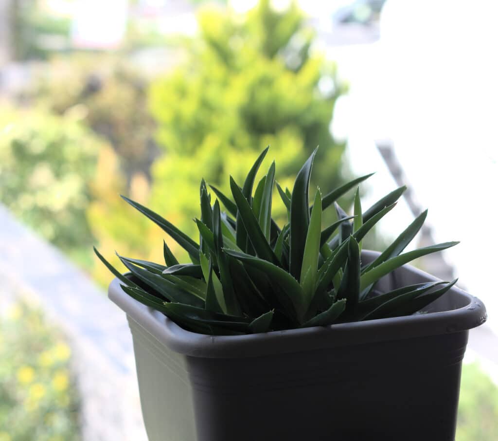 Aloe Vera Light Requirements [Best Proven Tips] - Plants Craze