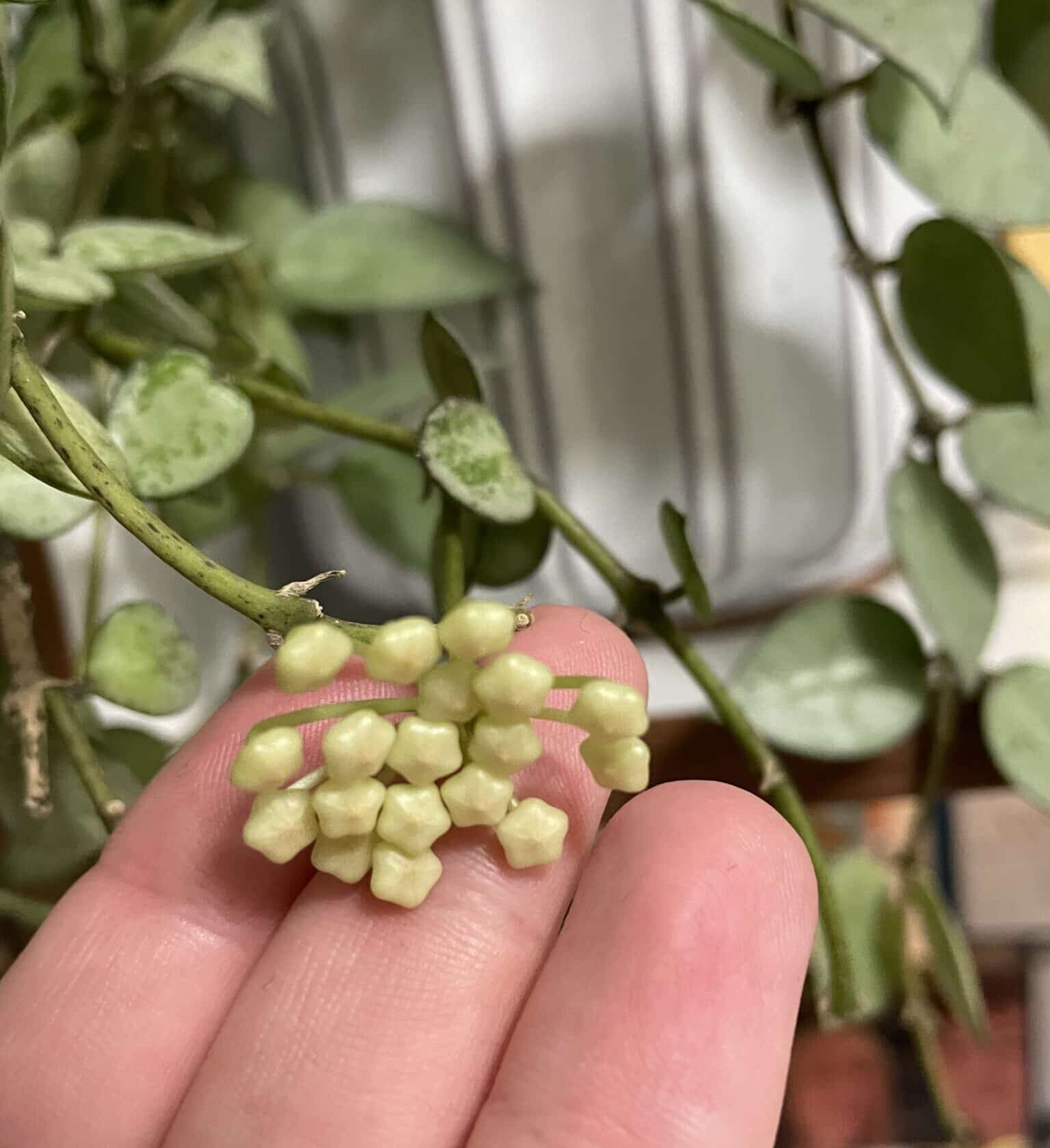 Hoya Flower [Meaning, Importance and Care] - Plants Craze