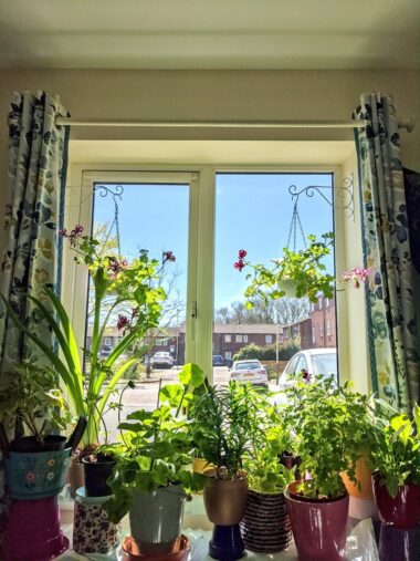 10+ Best Plant Placement Ideas - Plants Craze