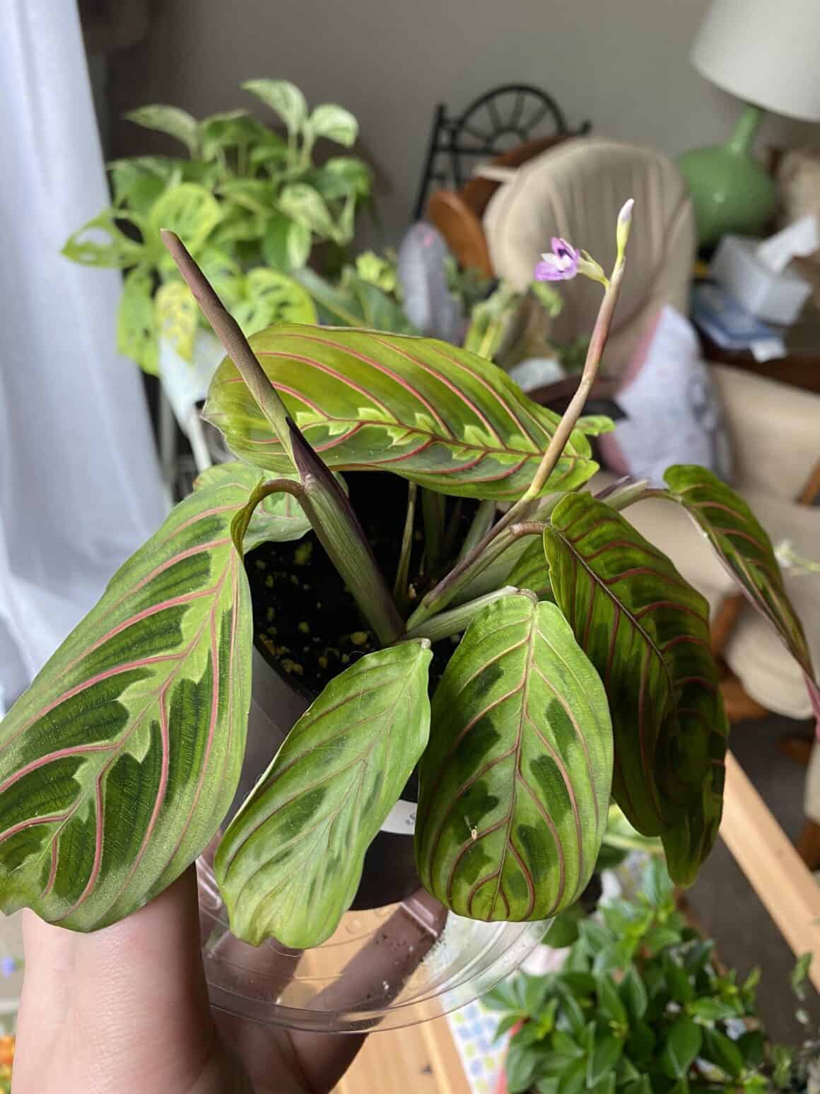 Prayer Plant Flower [7+ Tips to Make it Bloom Happily!]