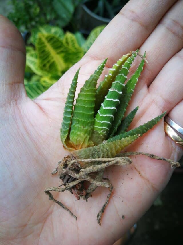 Secret Guide to Treating Root Rot Successfully - Plants Craze