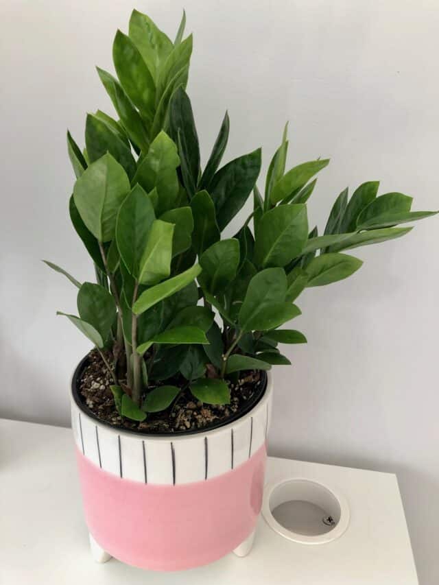 7 Proven ZZ Plant Benefits [That will Surprise You!]