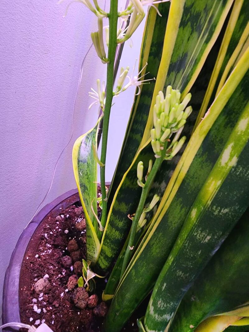 Snake Plant Flower [How & When Does It Bloom?] - Plants Craze