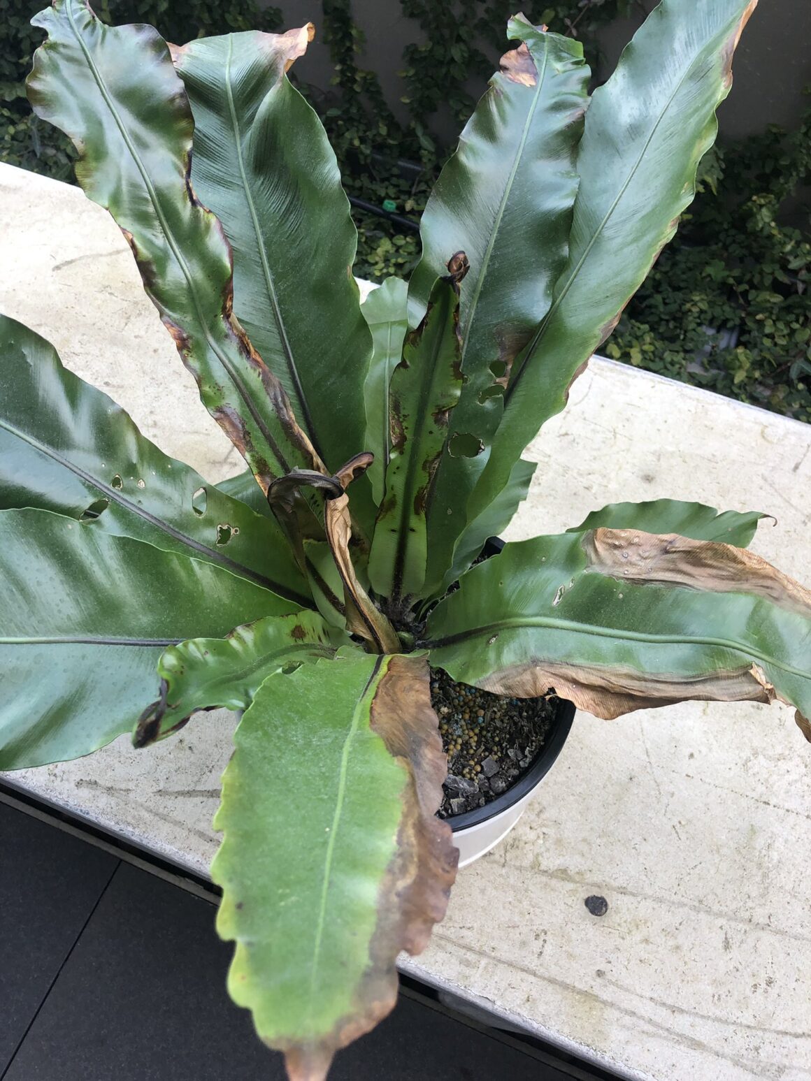 Why is my Fern Turning Brown? [Reasons & Fixes]