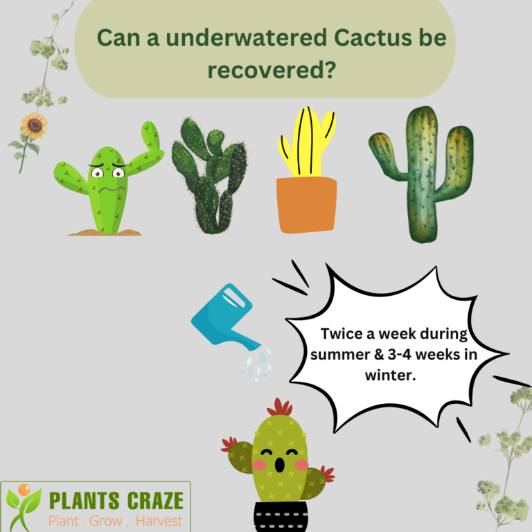 How to Fix & Prevent Underwatered Cactus? [Quick Guide] - Plants Craze