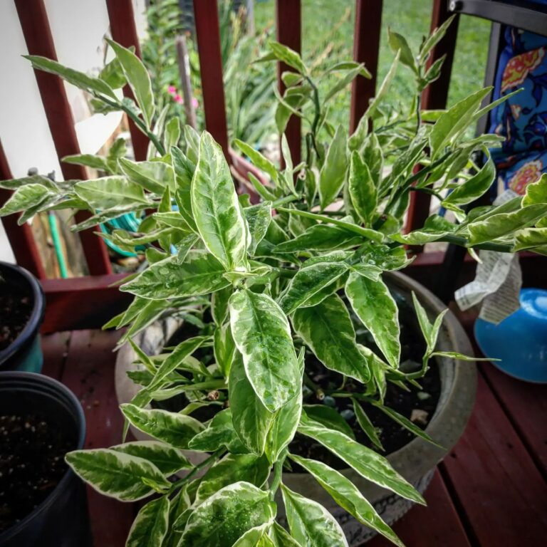 Devil's Backbone Plant: Best Grow & Care Guide