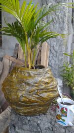 7 Methods To Revive Palm Tree From Dying - Plants Craze