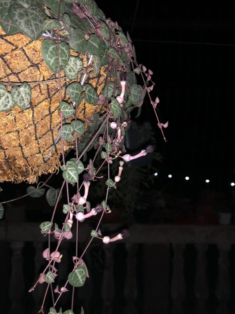 String of Hearts Flower: Reblooming & Care Tips