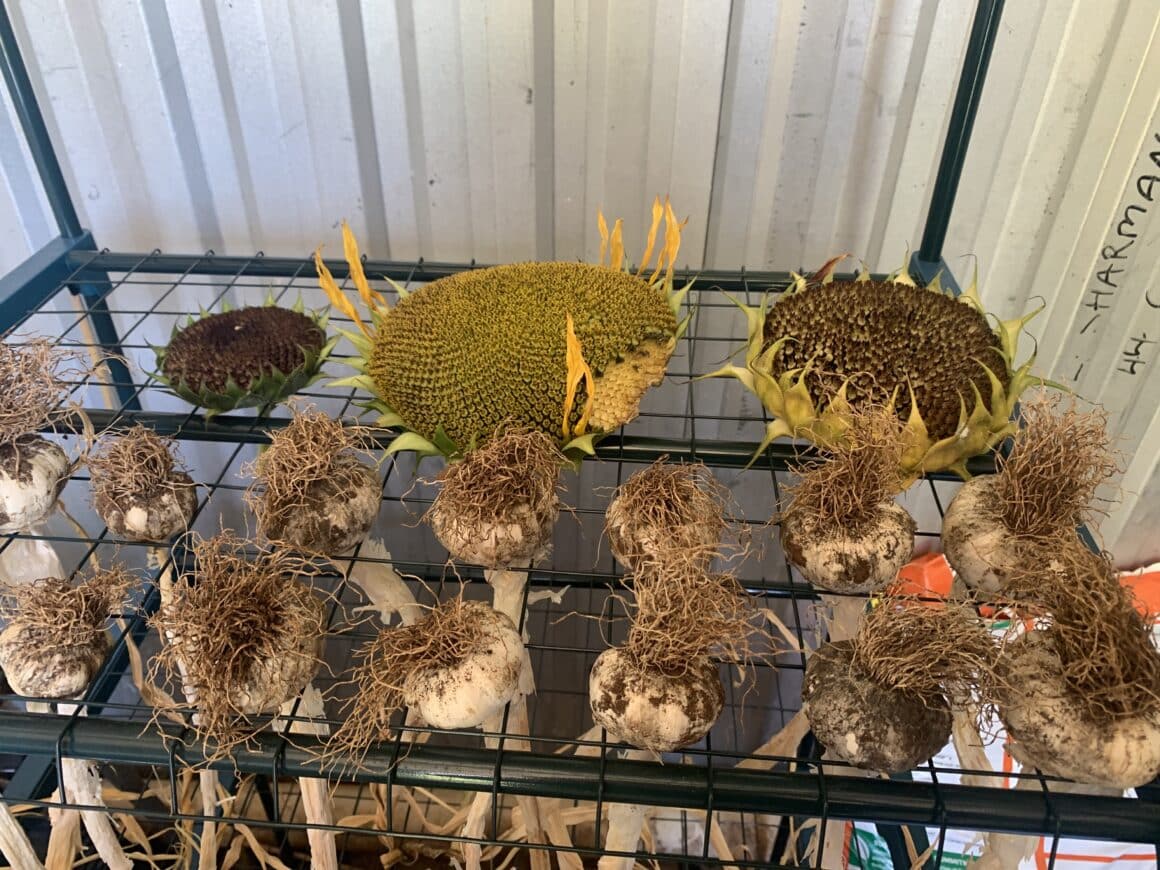 How to Deadhead Sunflowers? [The 1 Guide You will Need]