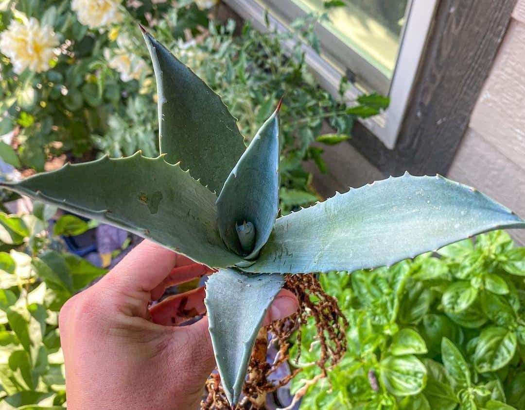 Blue Agave Plant: Best Grow & Care Guide