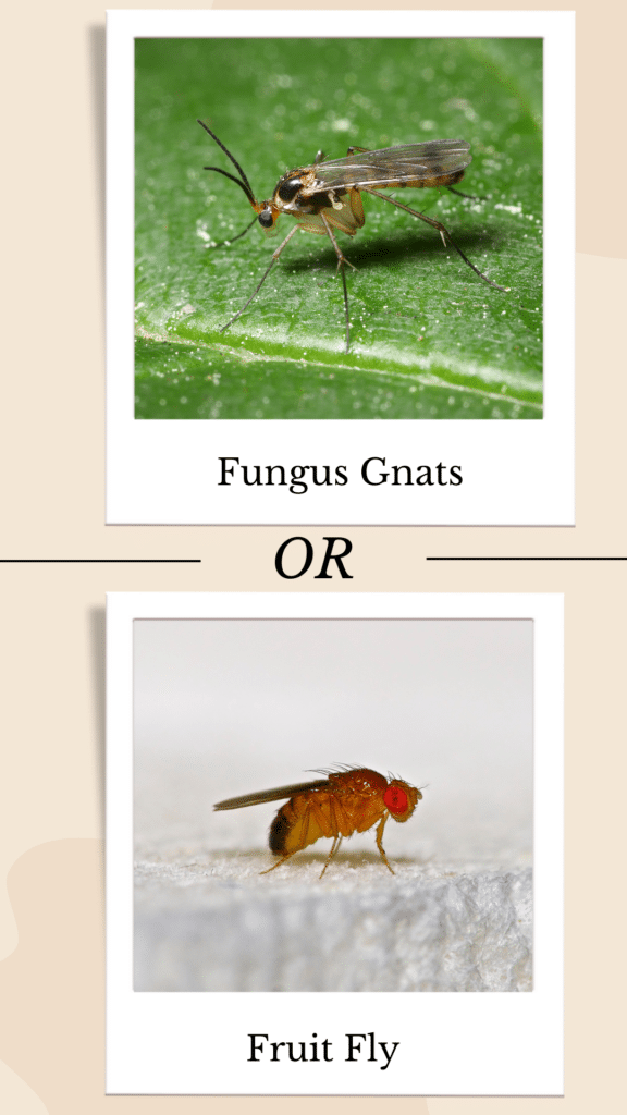 How to Get Rid of Fruit Flies in Plants [In 5 Minutes]