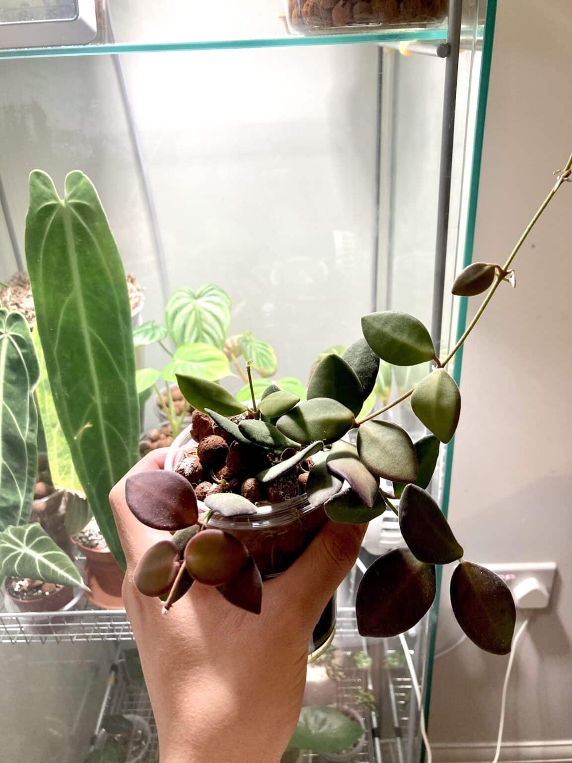 Hoya Burtoniae [5 Great Care Hacks and Places to Buy It]