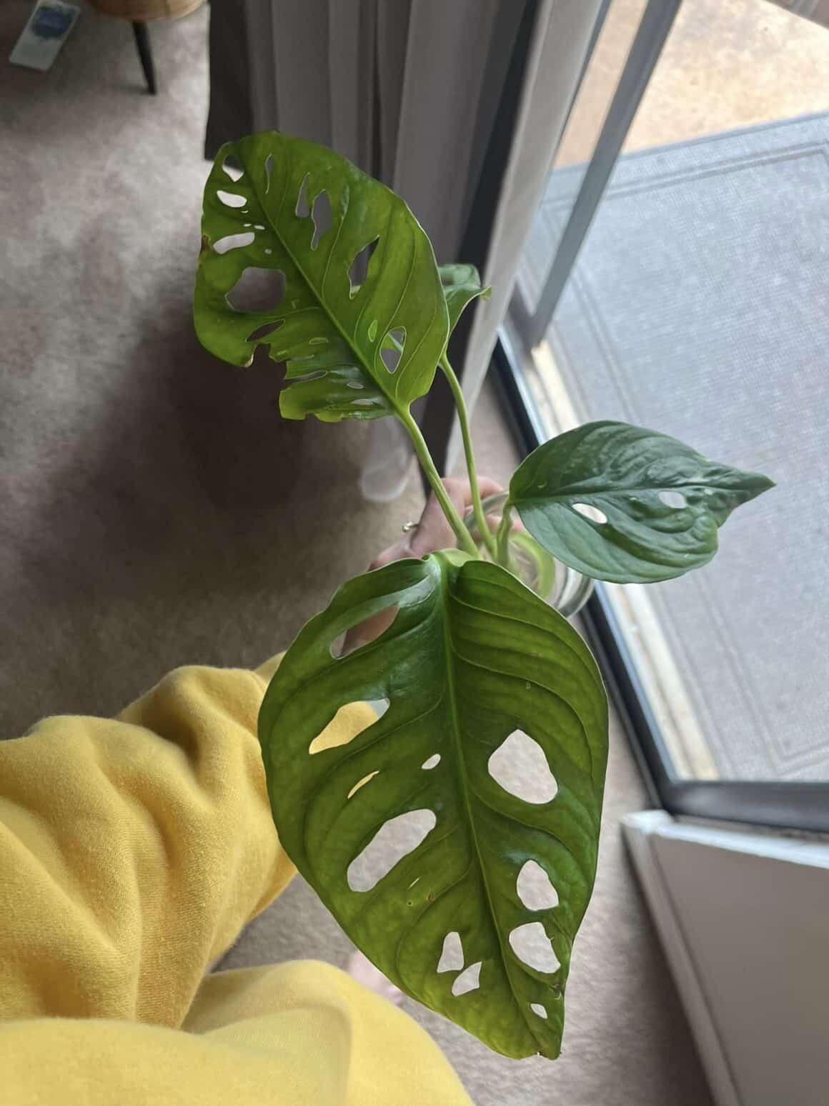 How Often will Monstera Make a New Leaf? Guide for New Leaves