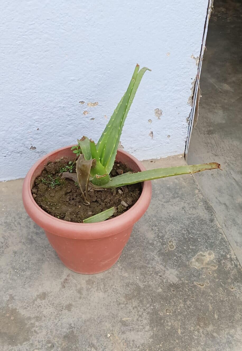 Aloe Vera Plant Drooping [Reasons & Revival Tips]