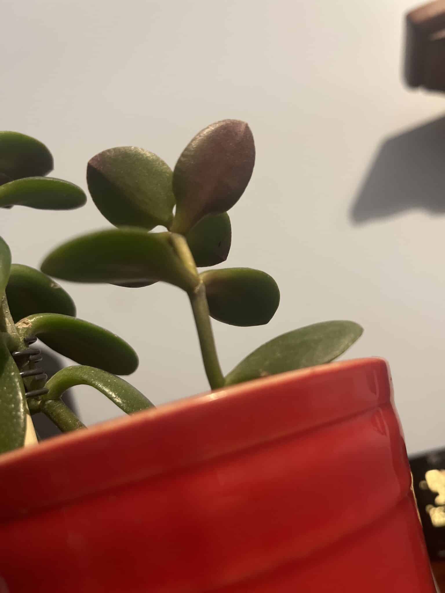 Jade Plant Turning Purple [Causes + Quick Fixes] - Plants Craze