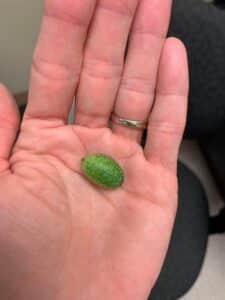 Top 5+ Kuska Plant Benefits You Need to Know