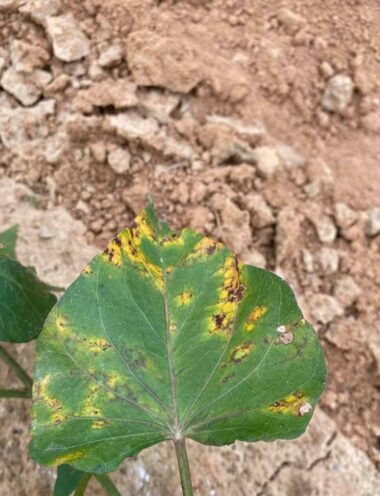 Potato Plants Turning Yellow [9+ Reasons and Their Solutions]