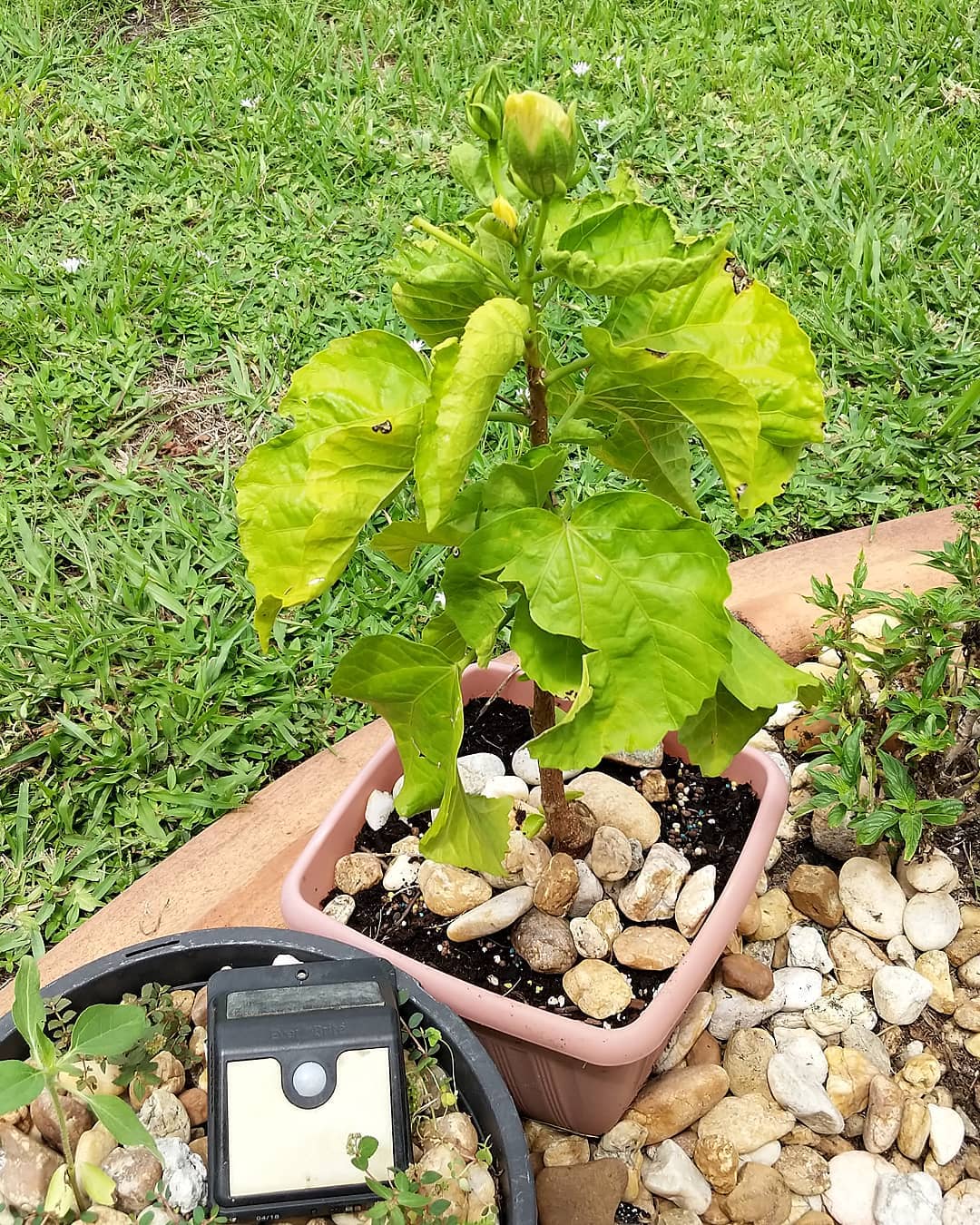 Transform Your Garden Hand Picked Hibiscus Fertilizers