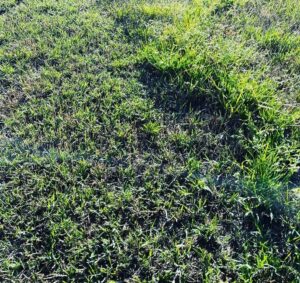 How Low To Cut Bermuda Grass? [Learn The Tricks]