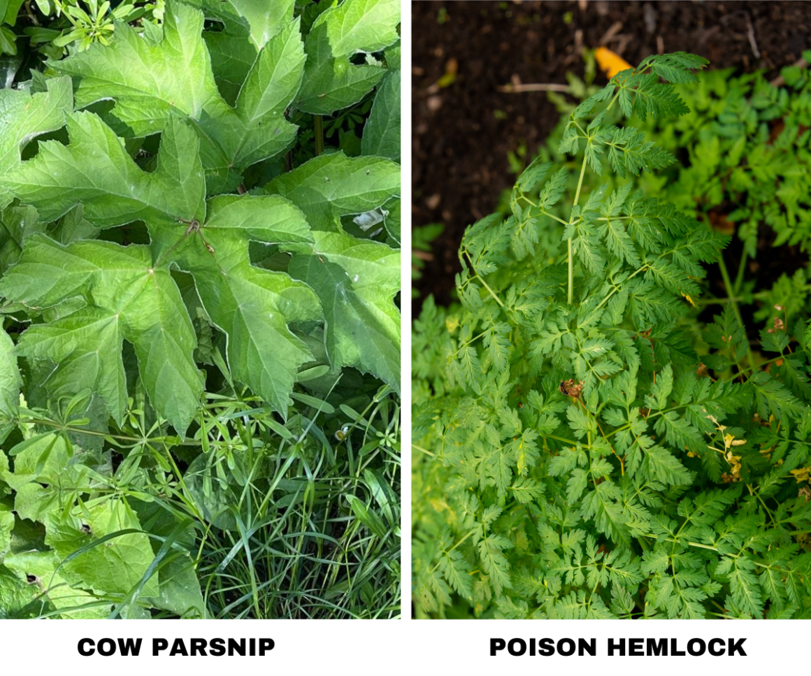 Cow Parsnip Vs Poison Hemlock [5 Key Differences]