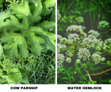 Cow Parsnip Vs Water Hemlock [7 Differences You Did Not Know]