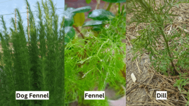 Is Dog Fennel Edible: Is It Poisonous? [Learn Surprising Truth]