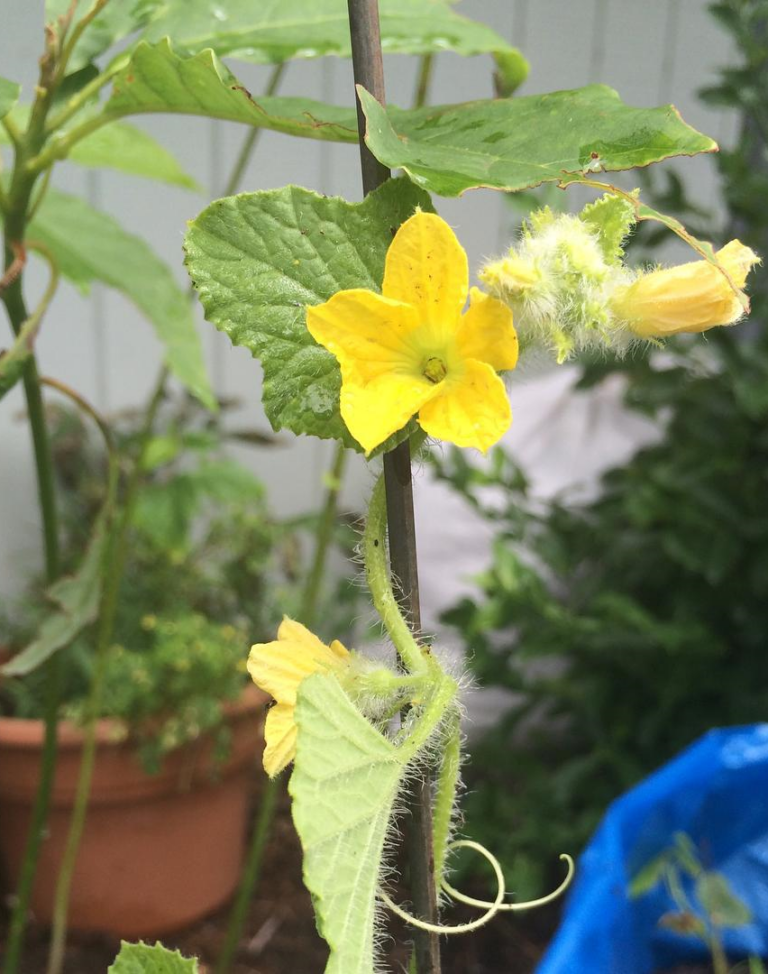 Make Cantaloupe Flower For Fruits [Growing Tips & Tricks]