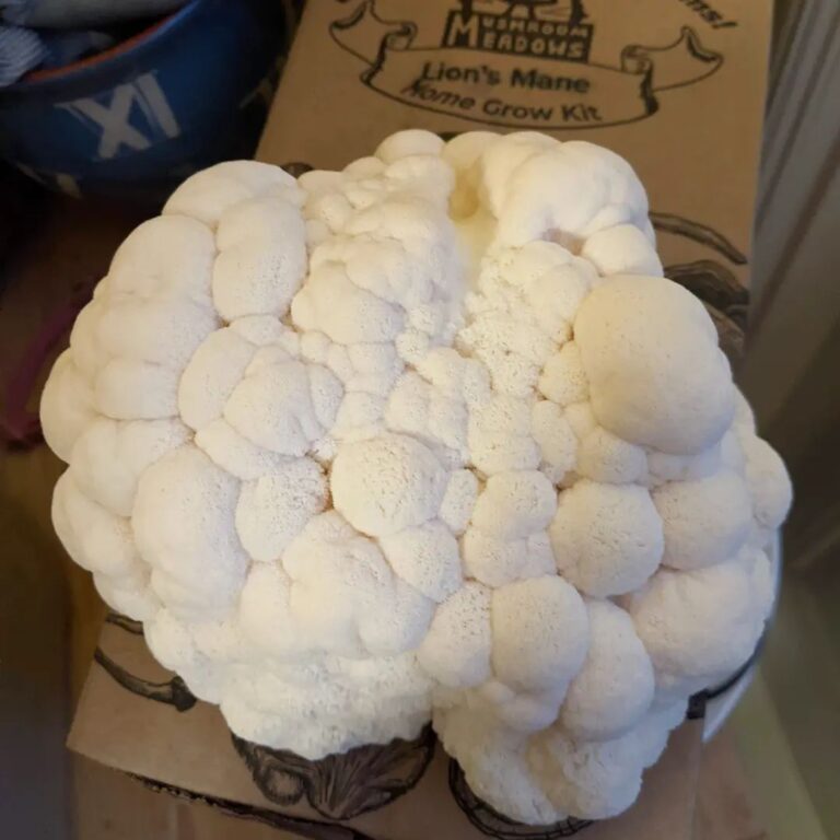 When To Harvest Lion's Mane? [Harvesting Guide]