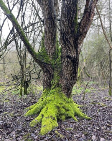 What Side Does Moss Grow On A Tree? [Gardening Ideas]