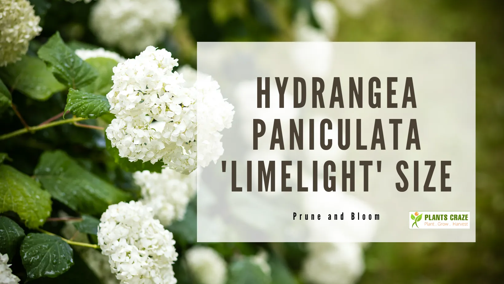 What Is Limelight Hydrangea Size? Explained Everything!