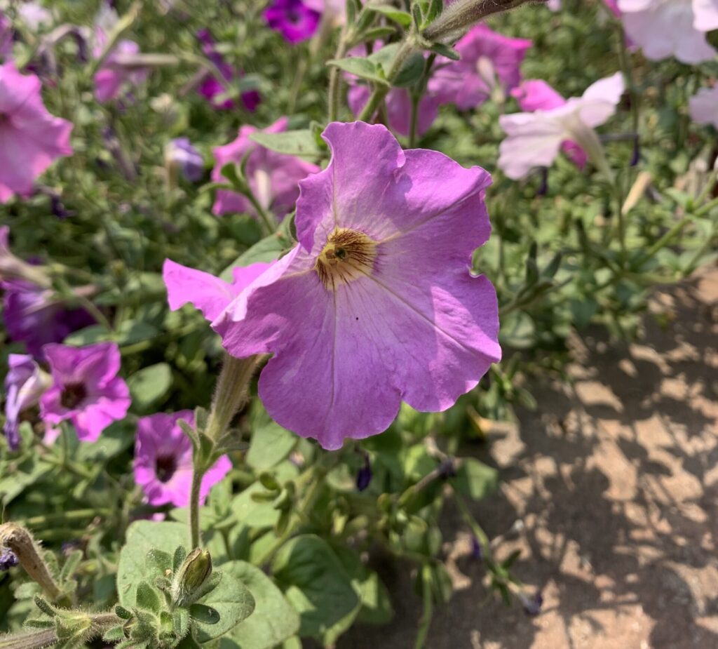 Are Petunias Edible: Can You Make Recipes Out Of Them?