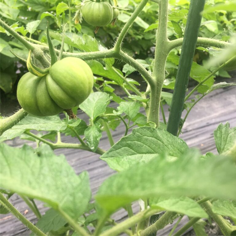 Pink Berkeley Tie Dye Tomato Height: How Big Can It Grow?