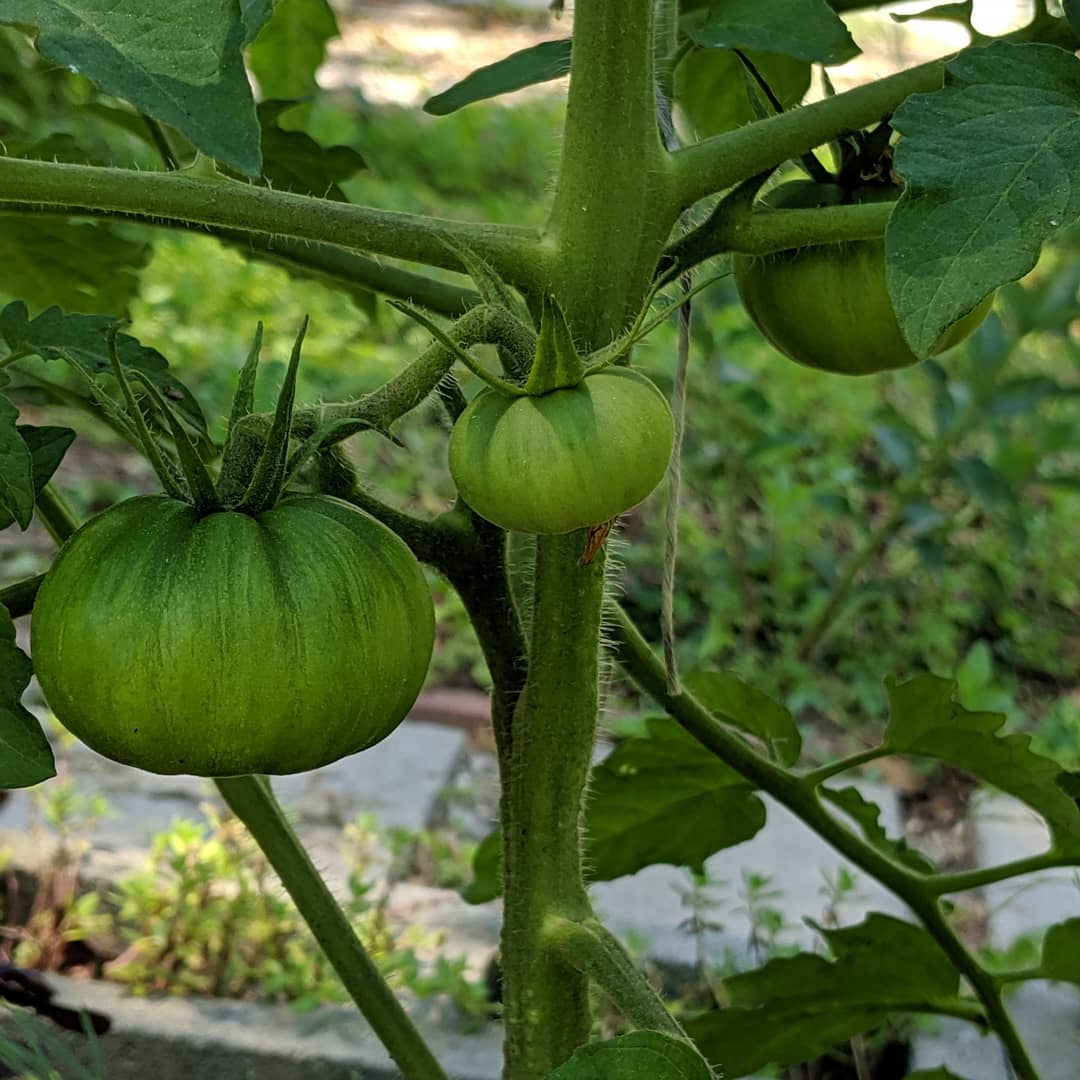 Pink Berkeley Tie Dye Tomato Height: How Big Can It Grow?