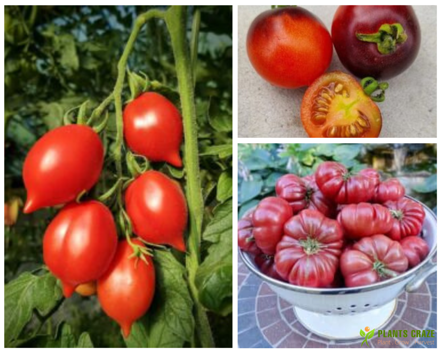 Is Tomato A Berry Or Fruit Or Vegetable? [Differentiating Guide]