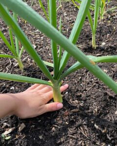 How Far Apart Do You Plant Onions? [Planting Guide]