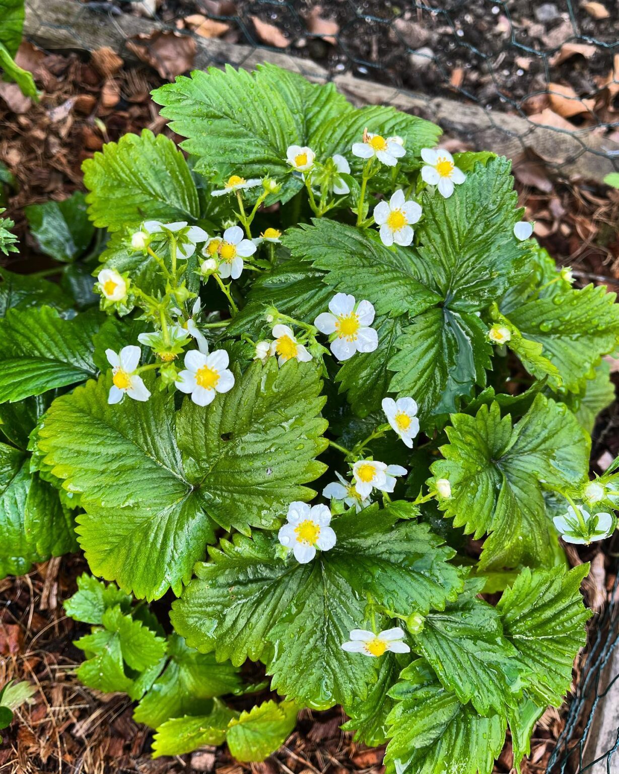 Dive into the Sweet Showdown: Pineberry vs Strawberry!