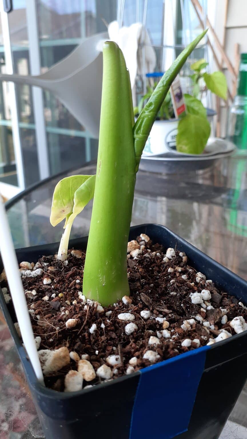A Complete Guide to Alocasia Propagation