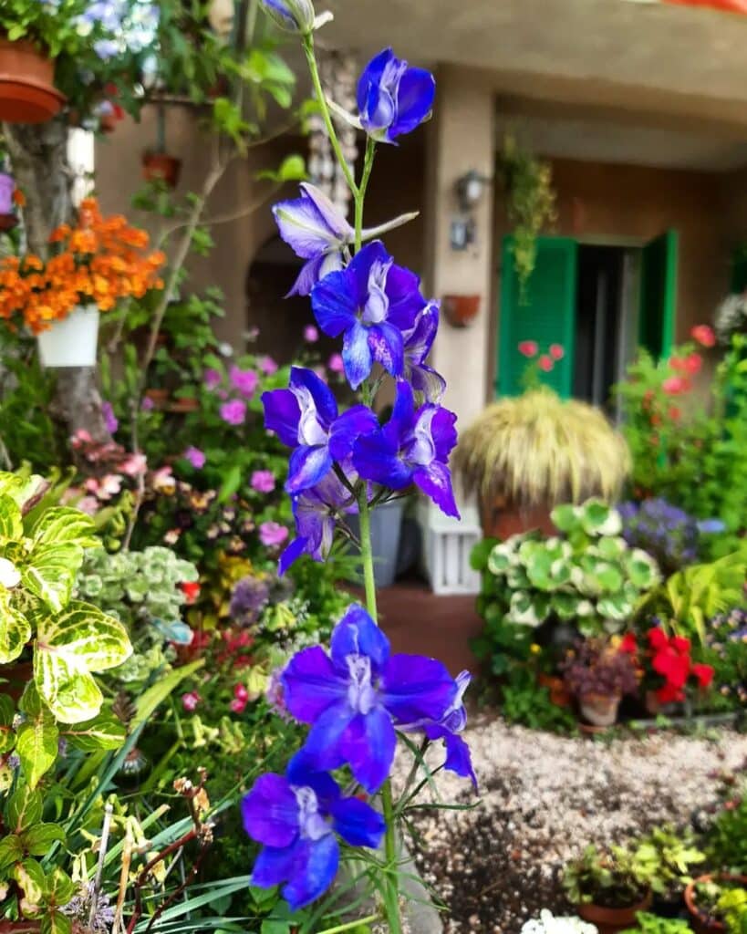 Are Delphiniums Perennials Or Annuals? [Truth Revealed]