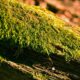 Do Mosses Have Roots? The Answer May Surprise You