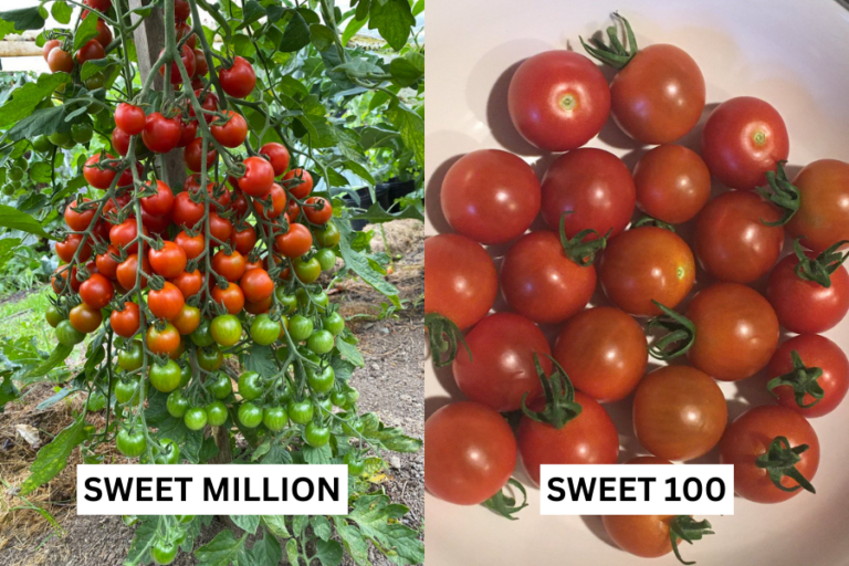 Sweet Million Vs Sweet 100: Which Tomato Is Better?