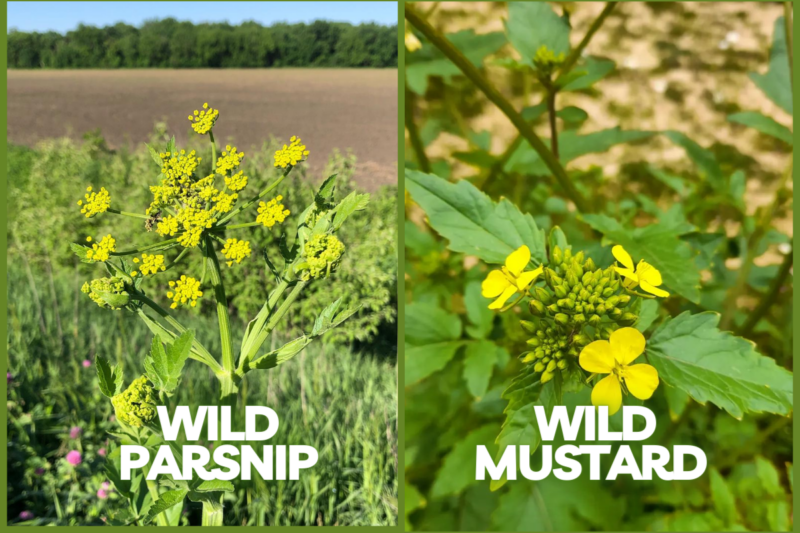 Wild Parsnip Vs. Wild Mustard - Caution! [6 Ways to Tell The Difference]