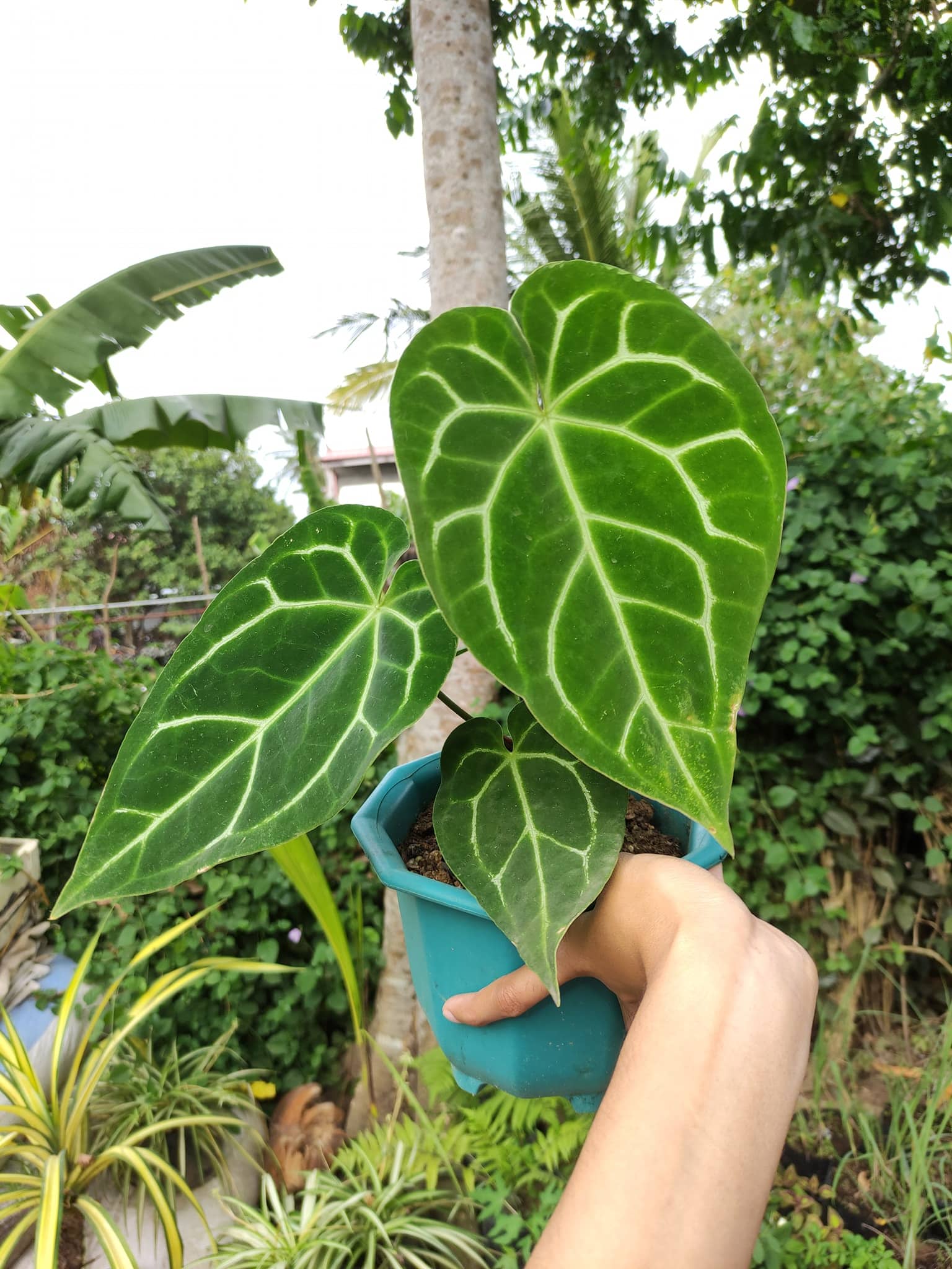 Anthurium Magnificum Care: Plant Tips and More